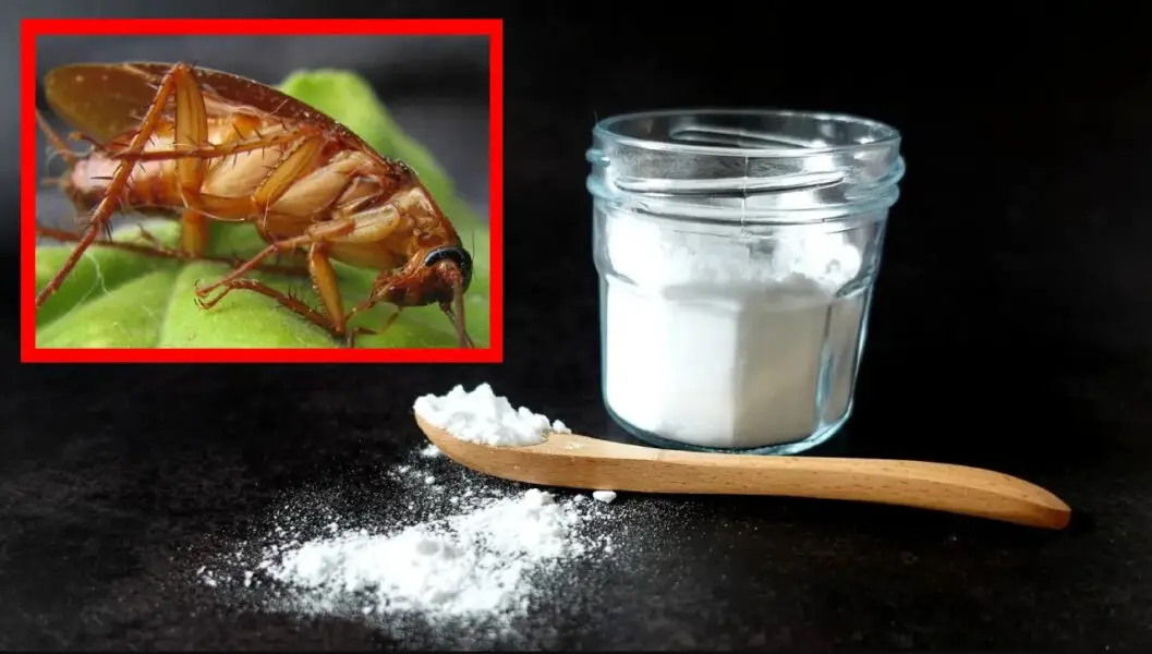 Cómo eliminar definitivamente las cucarachas con bicarbonato y azúcar