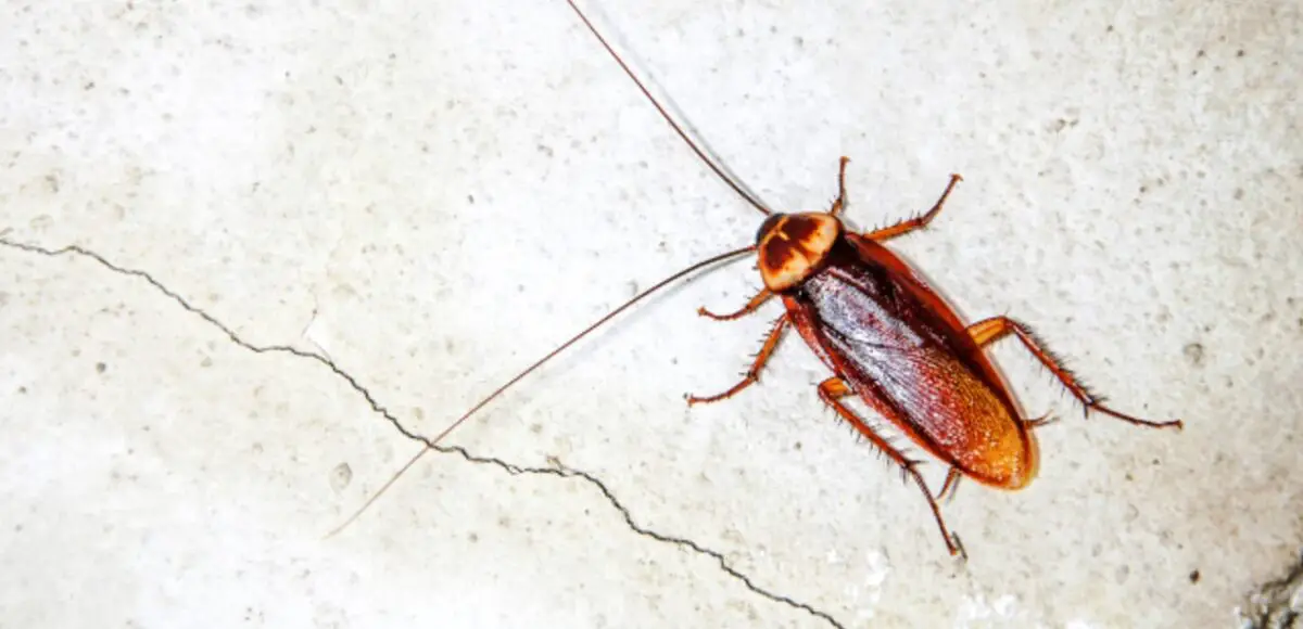 Porque aparecen las cucarachas: 3 cosas que las atraen