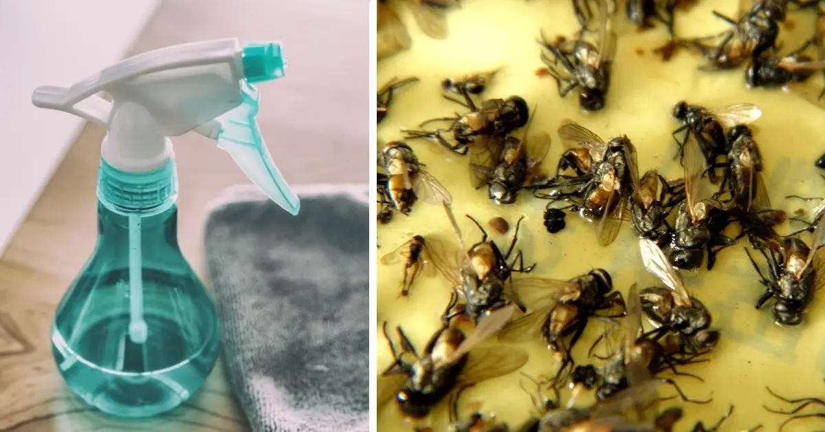 Truco para espantar moscas sin usar botellas de agua - Comidas argentinas