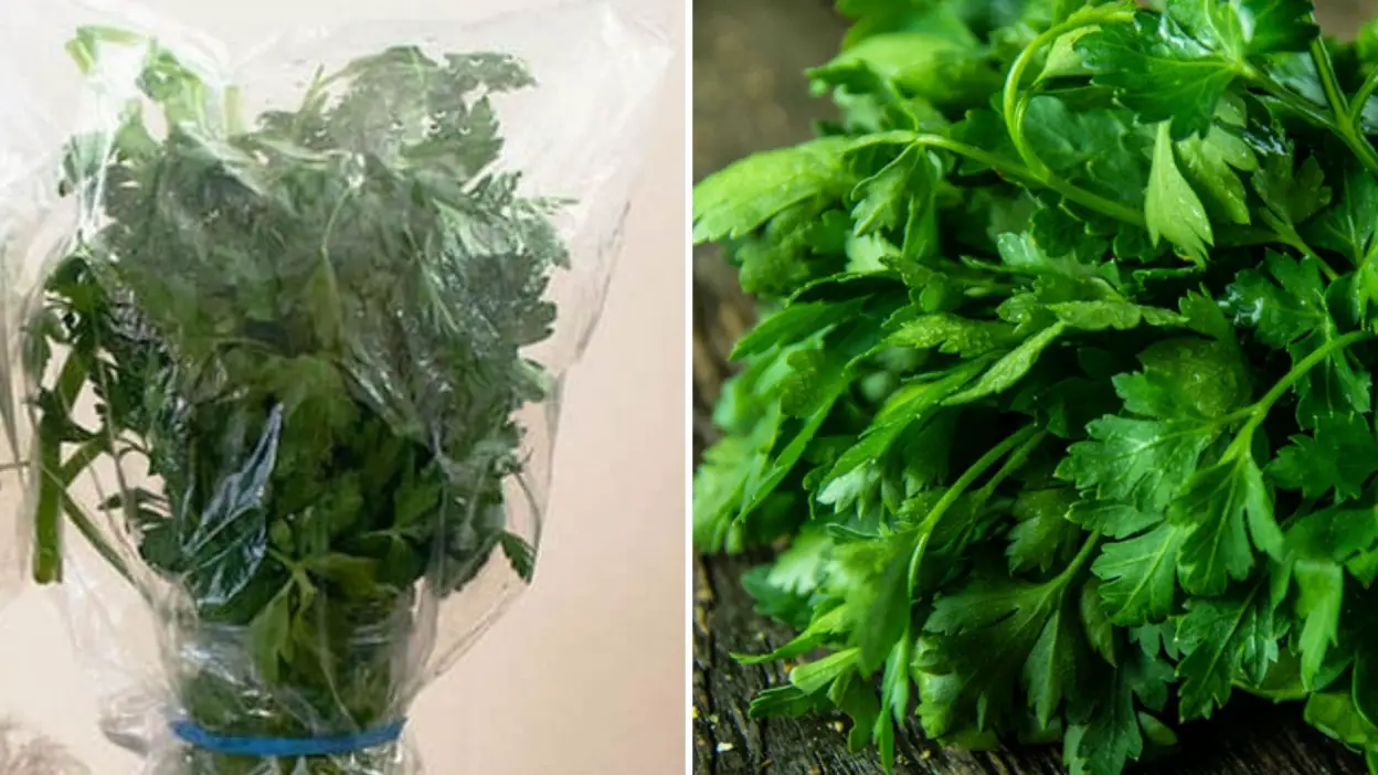 Cómo mantener el cilantro fresco por mas tiempo - Comidas argentinas