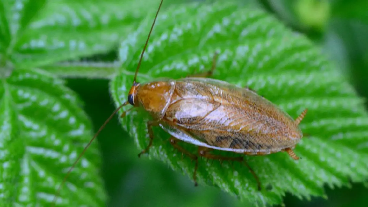 Elimina a las cucarachas de jardín para que no entren a tu casa con 3 trucos infalibles ...