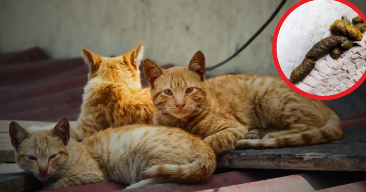 Cómo ahuyentar a los gatos del techo : 4 trucos infalibles