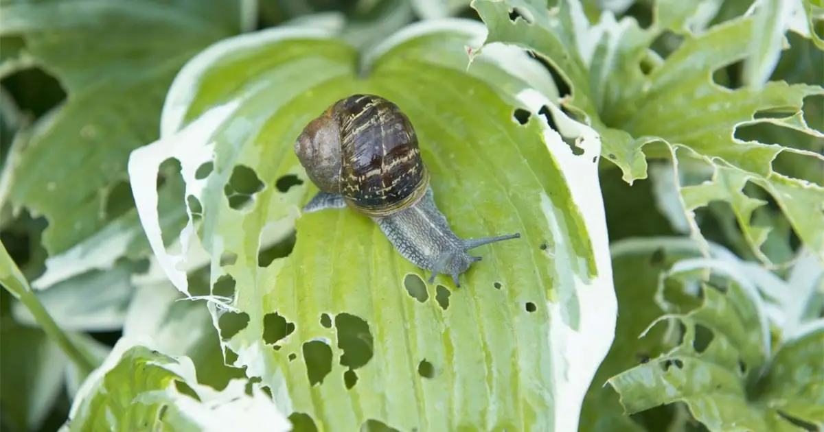 Remedios para evitar y eliminar los caracoles y babosas en tus plantas