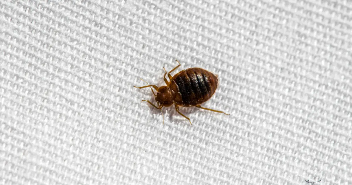 Cómo acabar con los chinches de la cama sin gastar de más