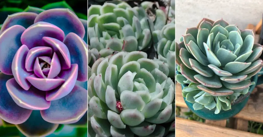 Suculentas con forma de rosa: decora tu hogar con estas bellas plantas ...
