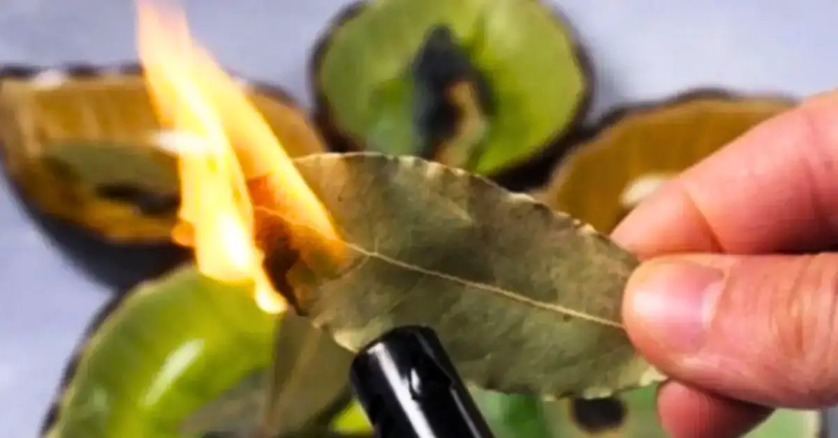 7 cosas que pasan si quemas una hoja de laurel todas las noches en casa ...
