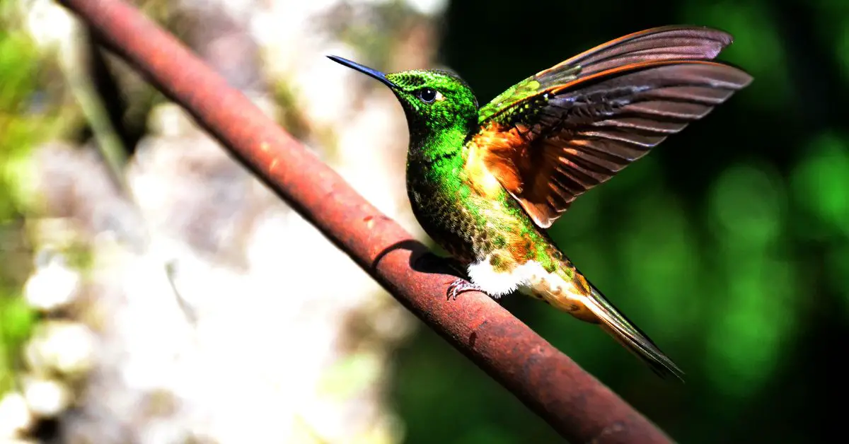 Cuál es el significado de ver un colibrí en el jardín o la ventana ...