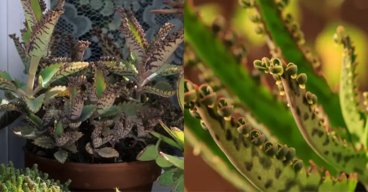 Si tiene esta planta en tu casa o tu vecino tienes un tesoro