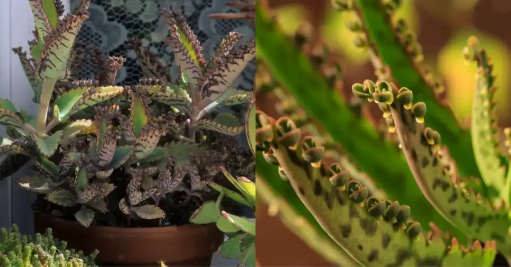 Si tiene esta planta en tu casa o tu vecino tienes un tesoro